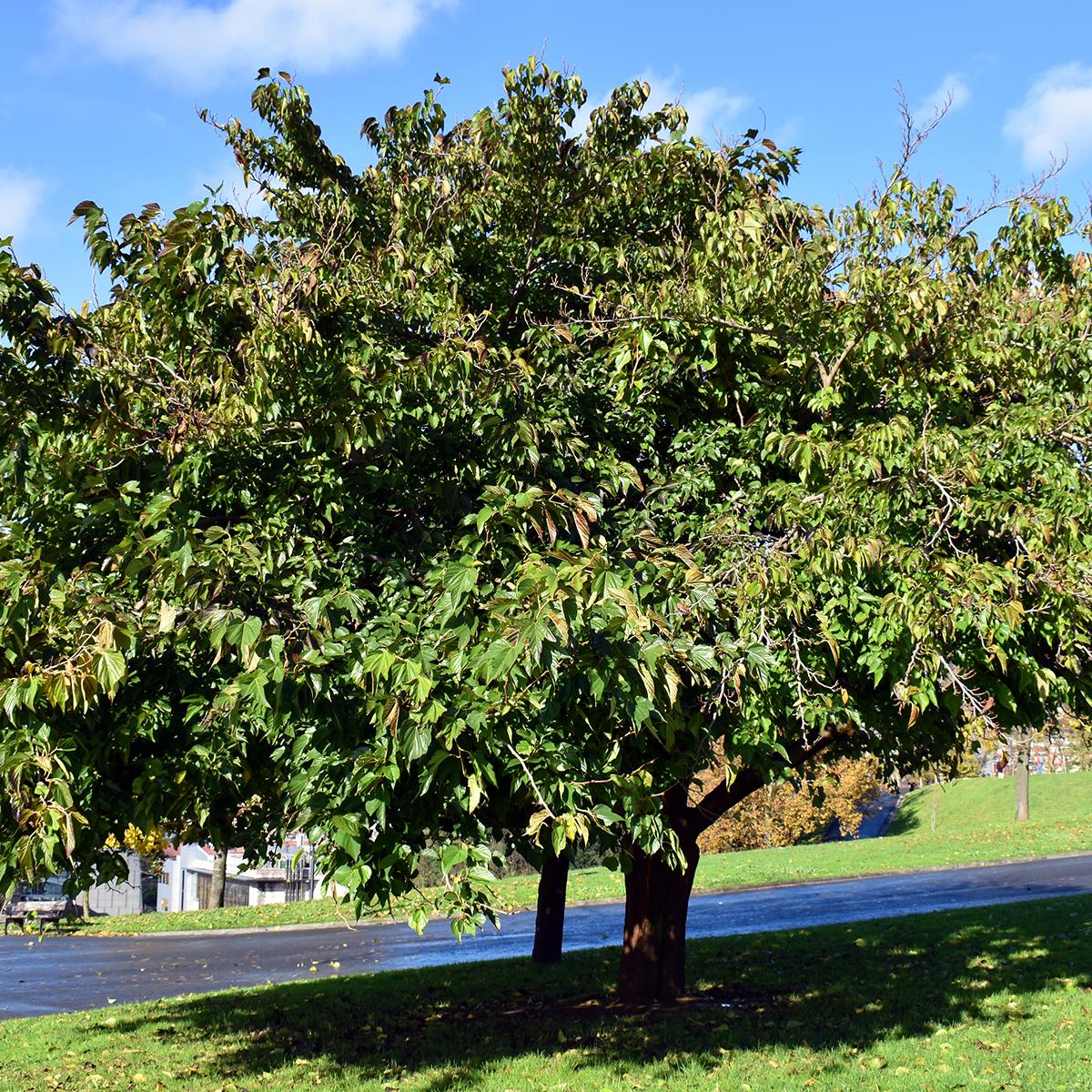 Morus kagayamae, bombycis, australis - Mûrier platane ou à feuilles de ...