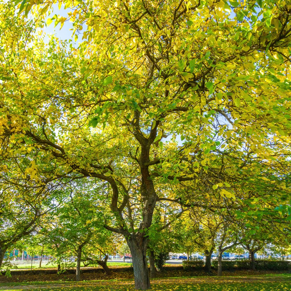 Morus alba King's White - Mûrier blanc à gros fruits, très productif ...