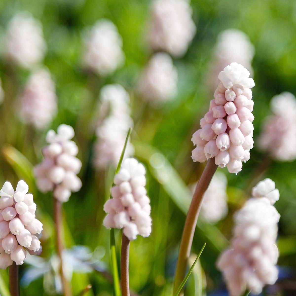 Muscari Pink Sunrise - Bulbe à fleurs d'un rose pâle exceptionnel.