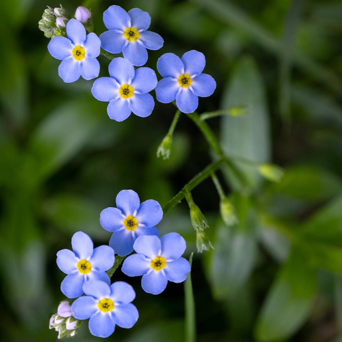 Myosotis scorpioides - Myosotis des marais ou faux scorpion - Vivace ...