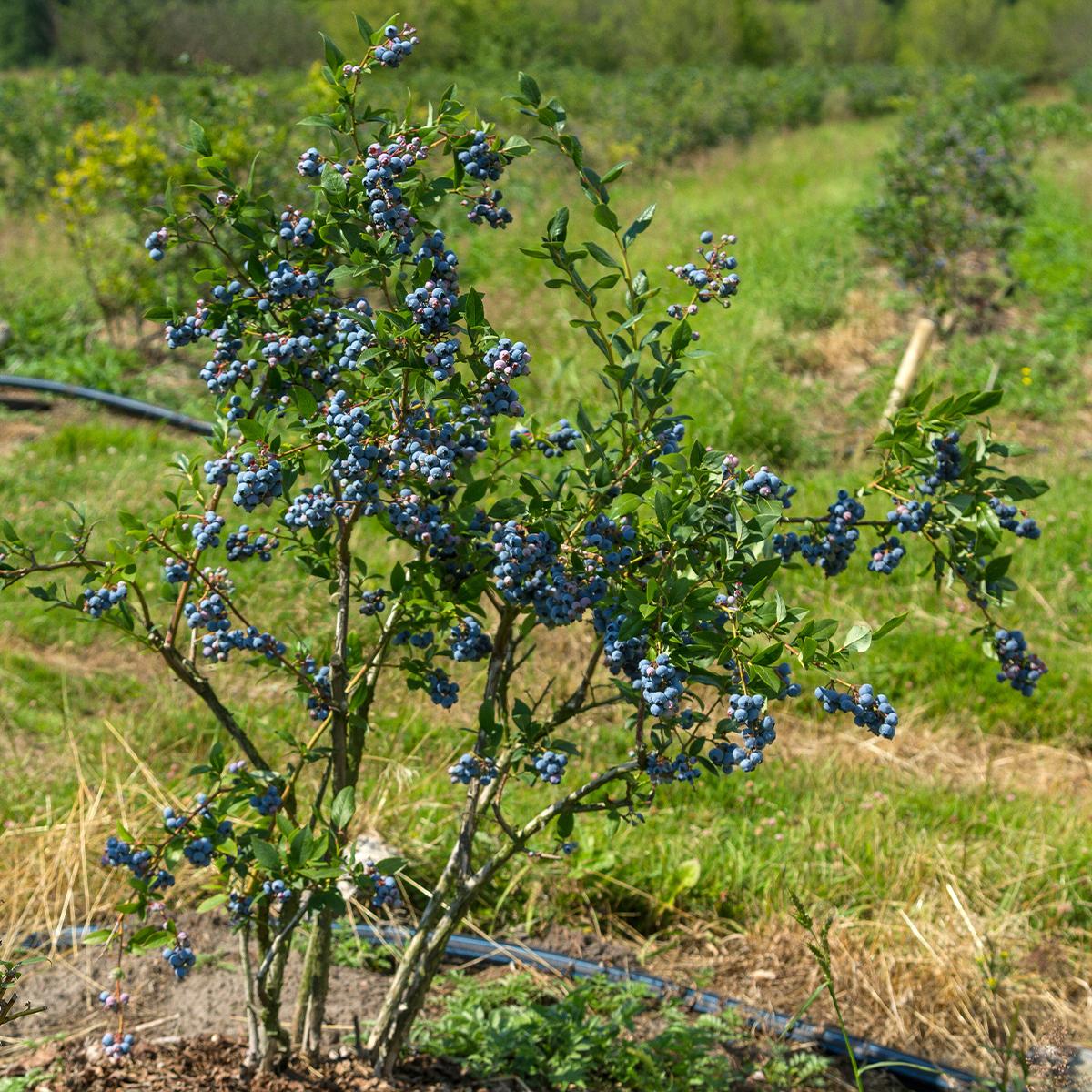 Vaccinium corymbosum North Blue - Myrtillier à fructification bleue ...