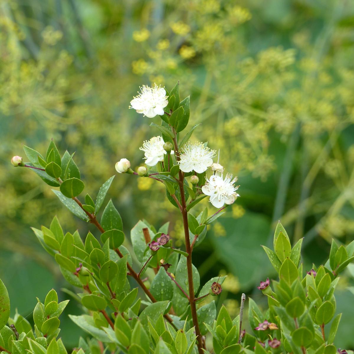 Myrtus communis - Myrte commun, Nerte - Arbuste persistant ...