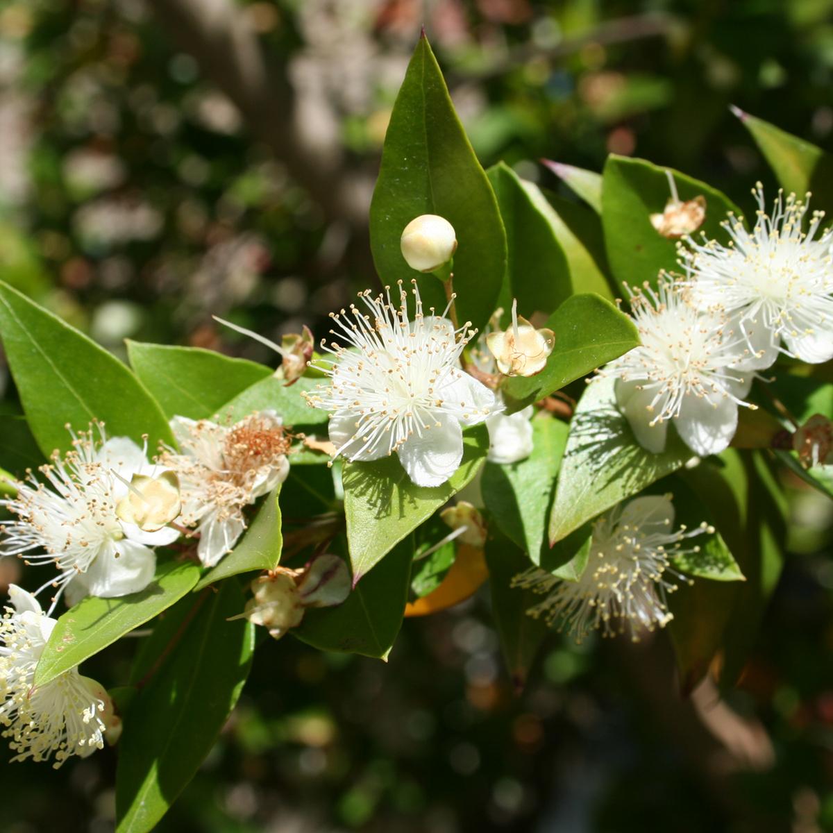 Myrtus communis - Myrte commun, Nerte - Arbuste persistant ...