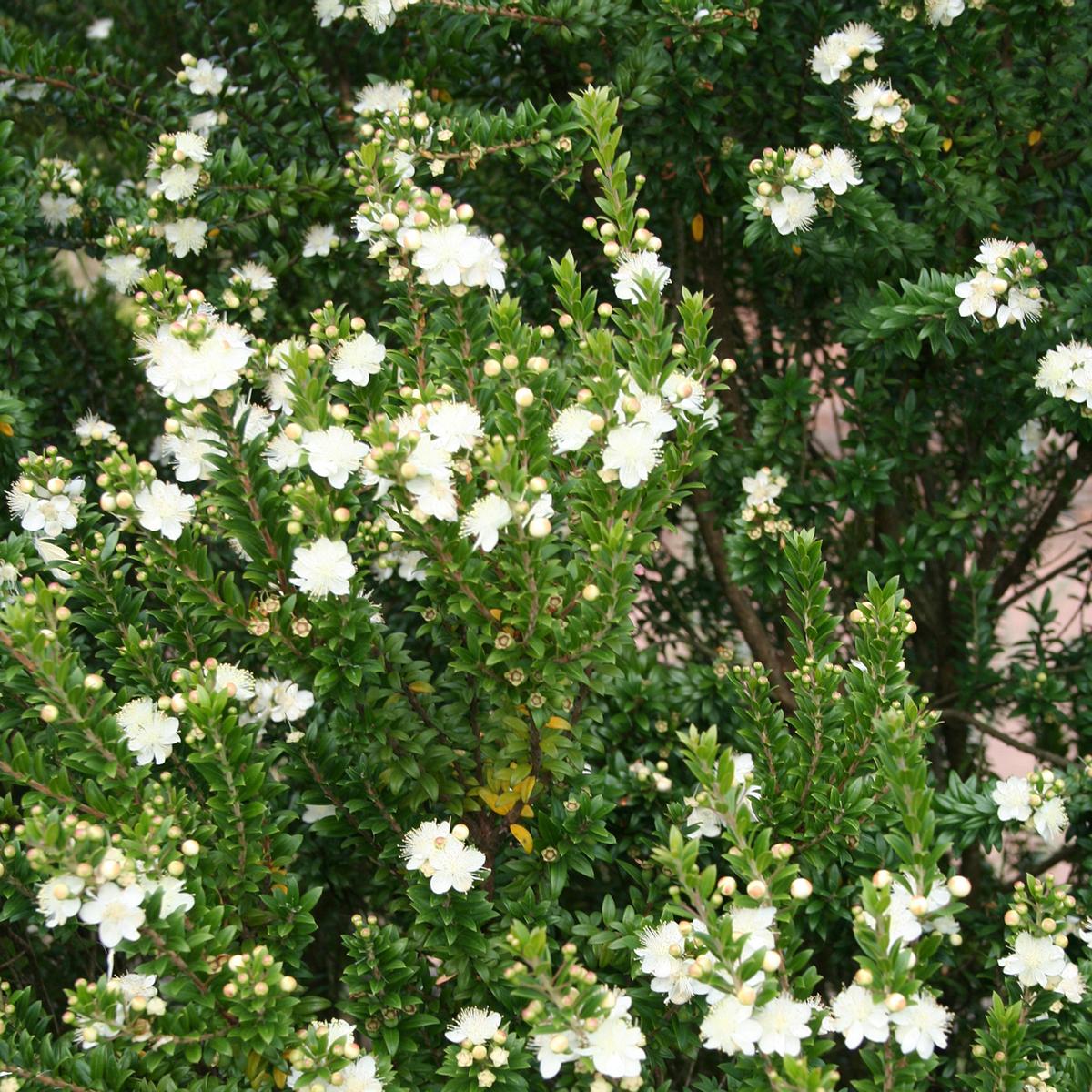 Myrtus communis - Myrte commun, Nerte - Arbuste persistant ...