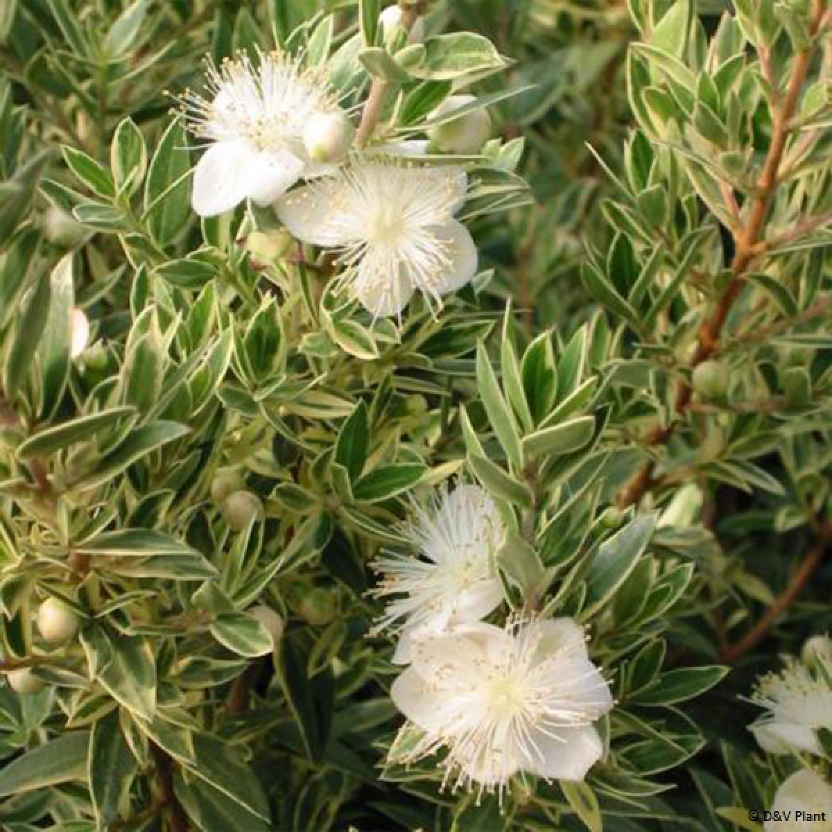 Myrtus communis Variegata - Myrte - Arbuste au feuillage persistant ...
