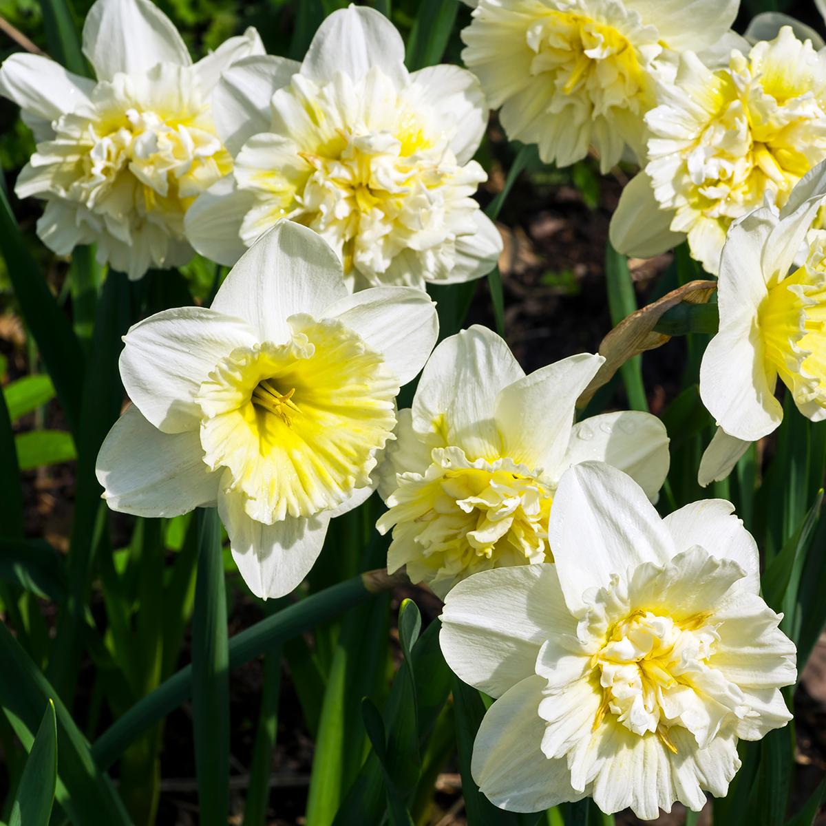 Narcissus Ice King - Narcisse double, blanc à coeur jaune, à grandes ...