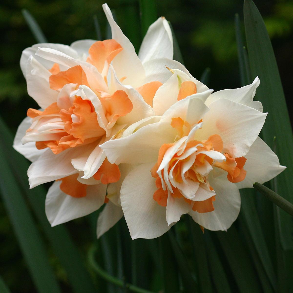 Narcisse Replète blanc et rose à fleurs doubles.