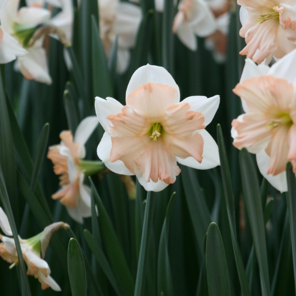 Narcissus Girl Power - Narcisse à fleur d'orchidée de grande taille.