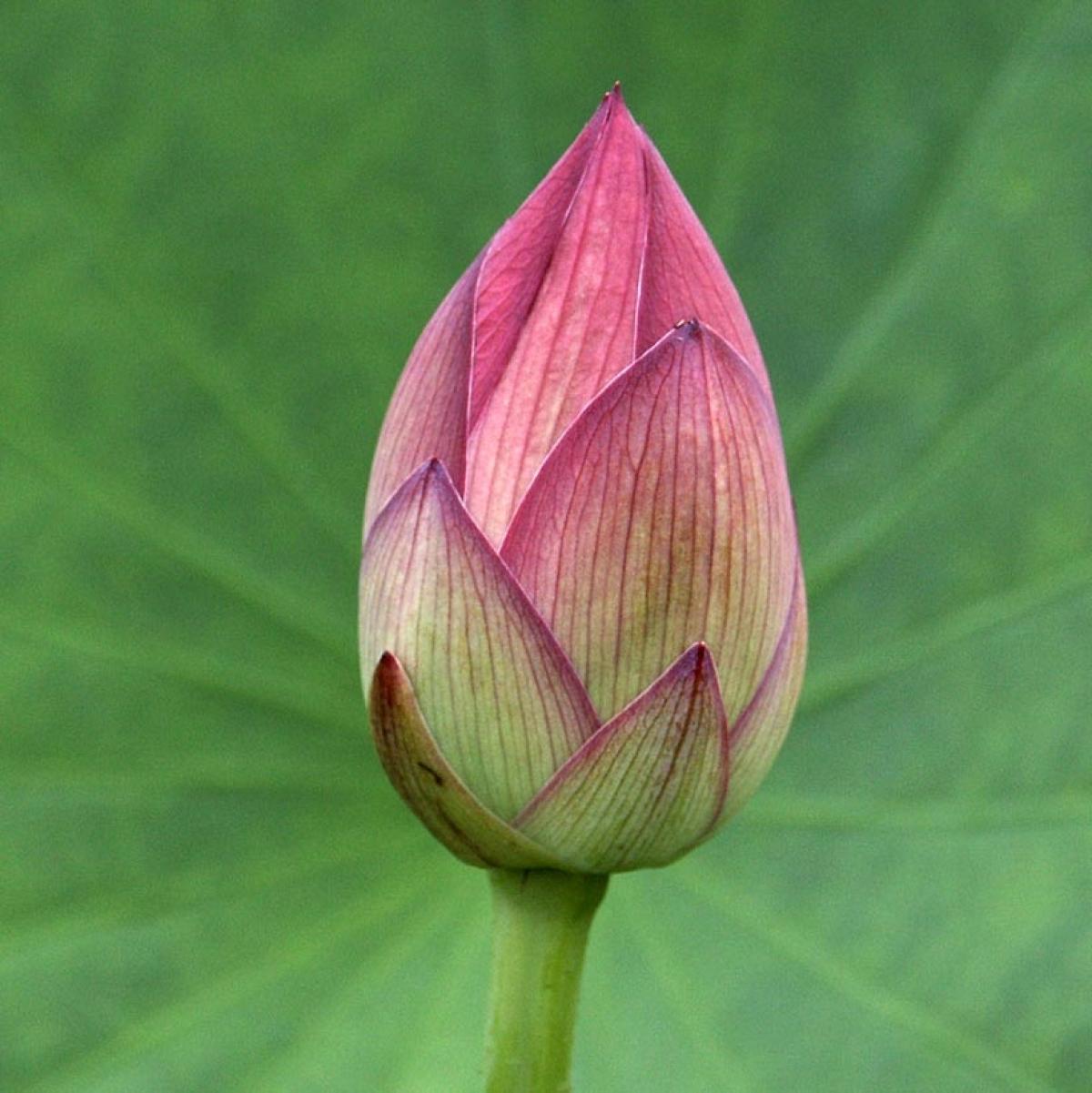Nymphaea Fabiola - Nénuphar rose - Plante aquatique