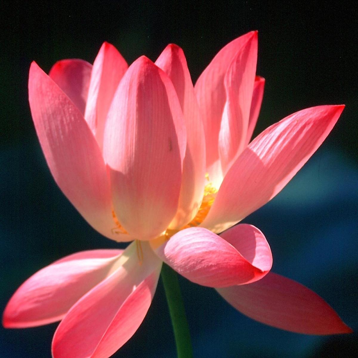 Nymphaea Fabiola - Nénuphar rose - Plante aquatique