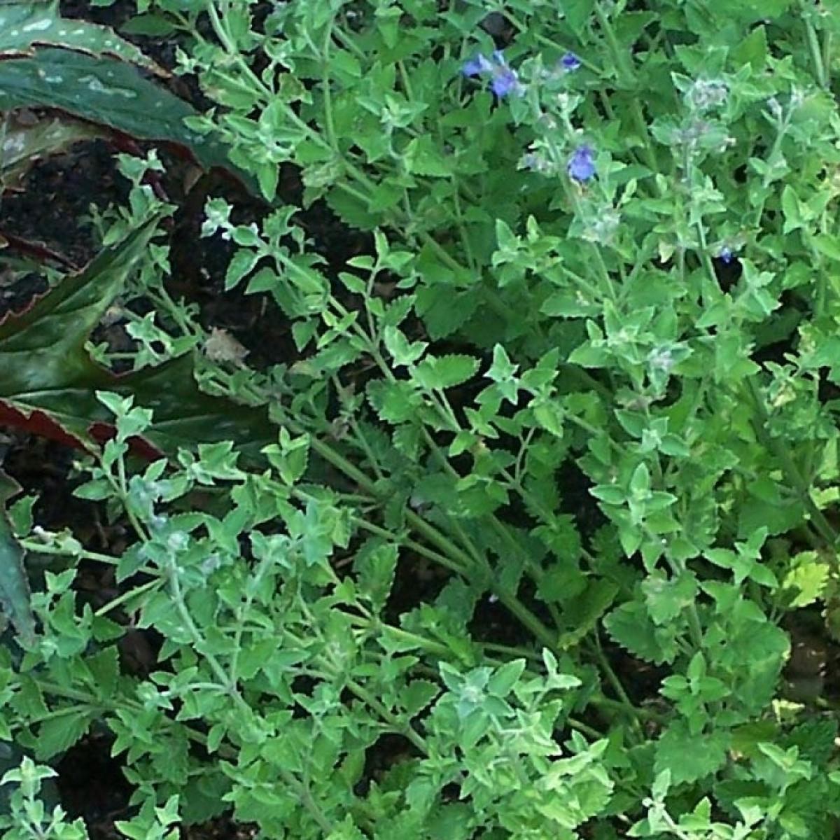 Nepeta faassenii Kit Cat - Cataire - Herbe aux chats compacte