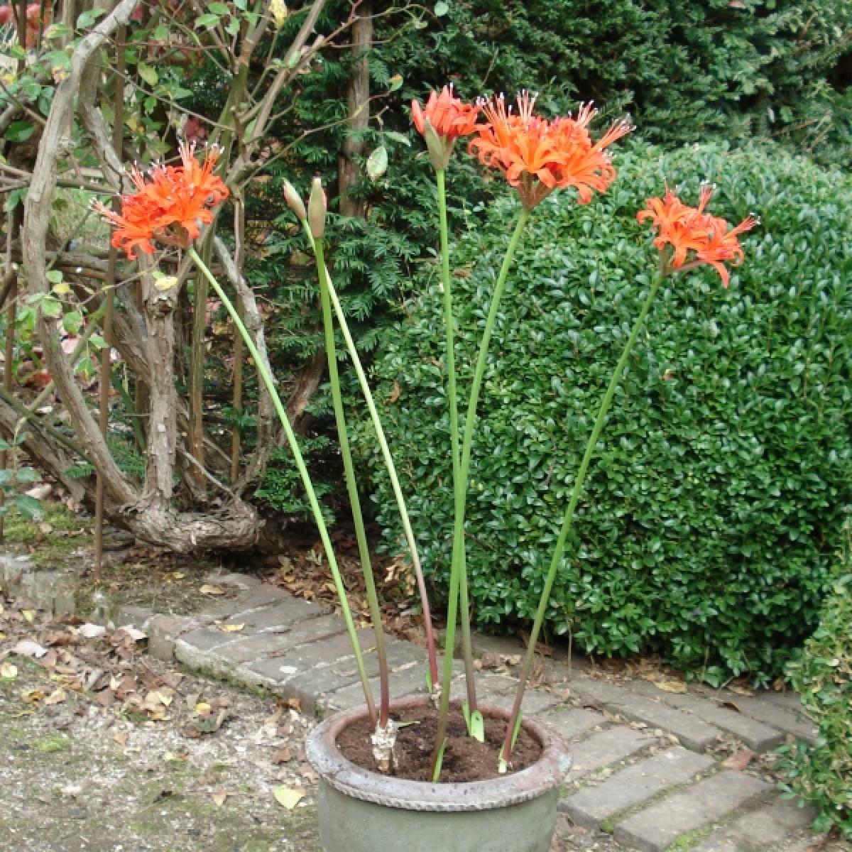 Nerine sarniensis var corusca - Bulbe à floraison tardive rouge orangé.