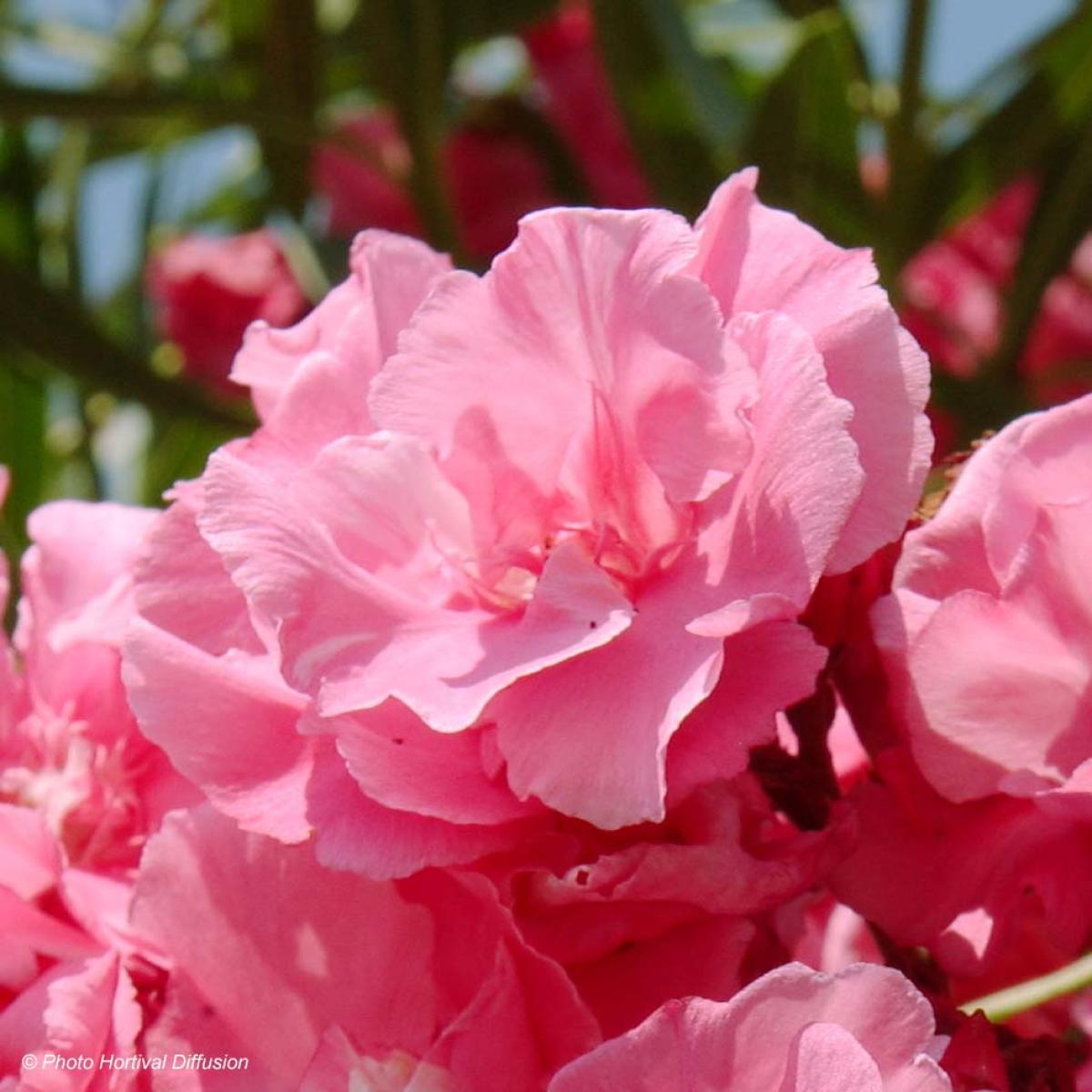 Laurier rose Roseum Plenum - Nerium oleander - Arbuste persistant à ...