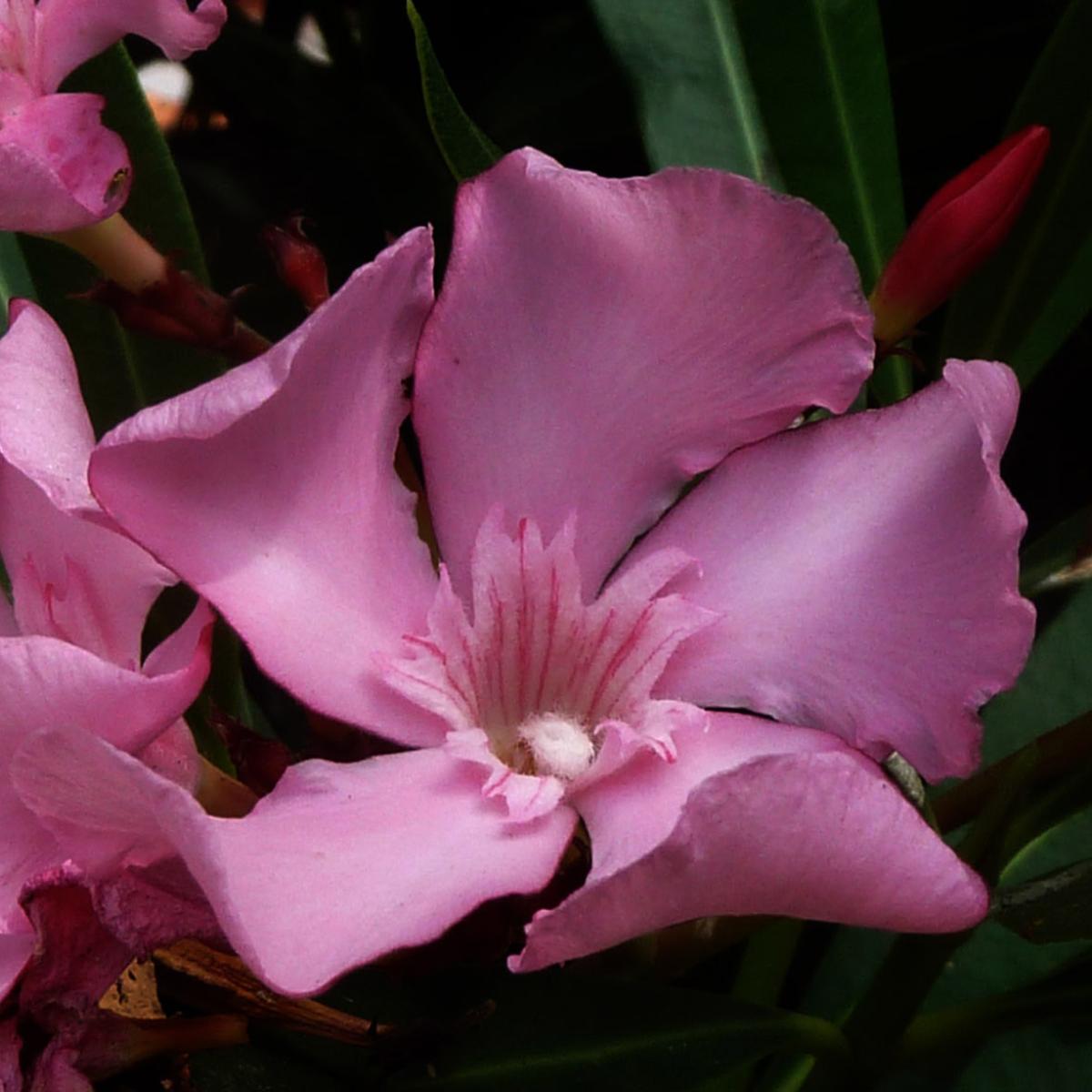 Laurier rose - Nerium oleander - Grand arbuste à longue floraison rose vif