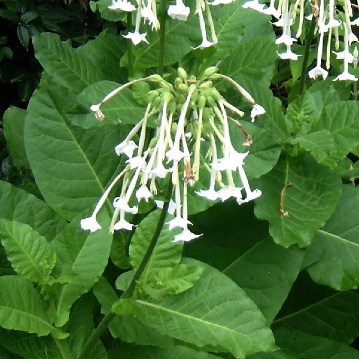 Tabac d'ornement - Nicotiana sylvestris.