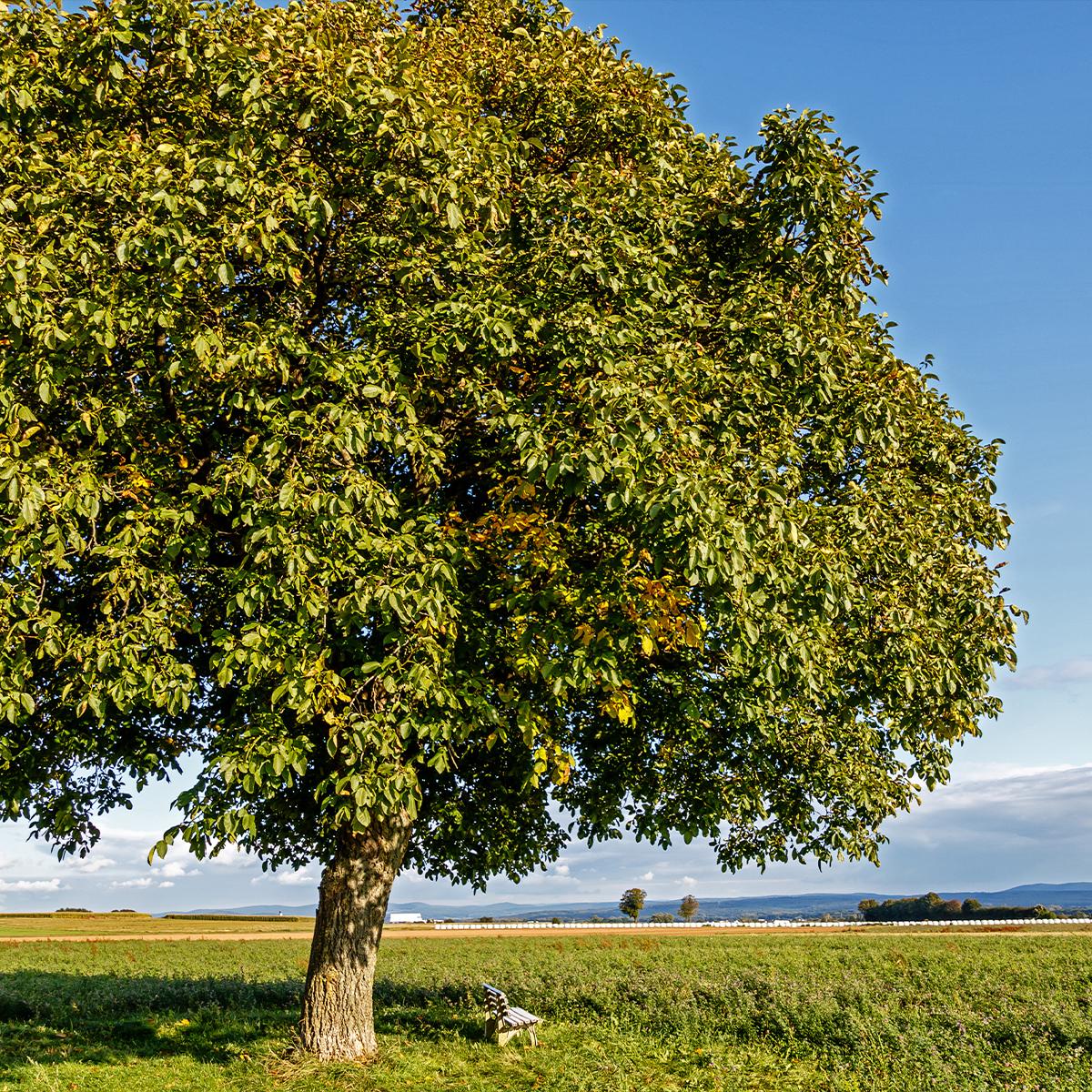 Noyer commun Esterhazy II - Juglans regia à grosses noix