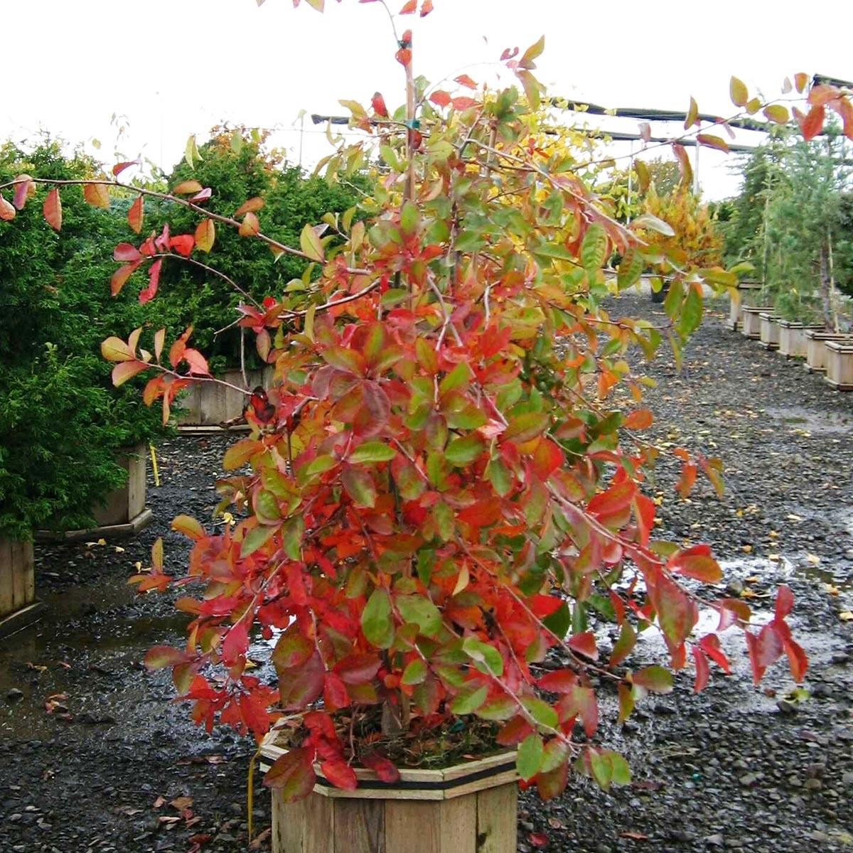Nyssa sylvatica Autumn Cascades - Gommier noir - Tupélo - Arbre au port ...