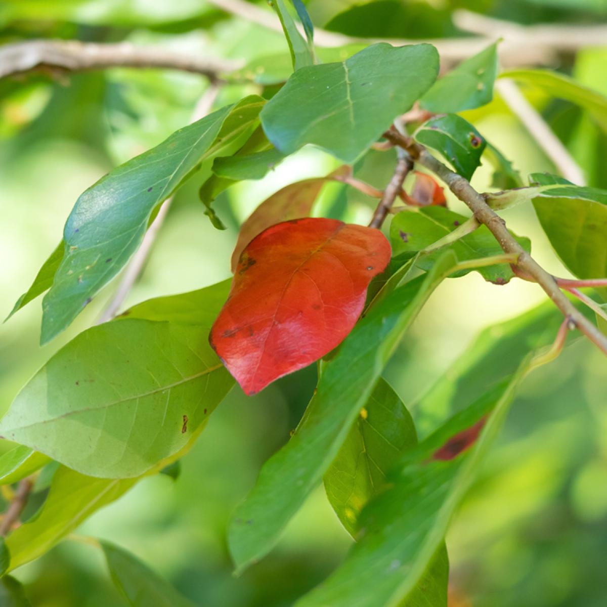 Nyssa sylvatica Red Rage - Gommier noir - Tupélo pyramidal