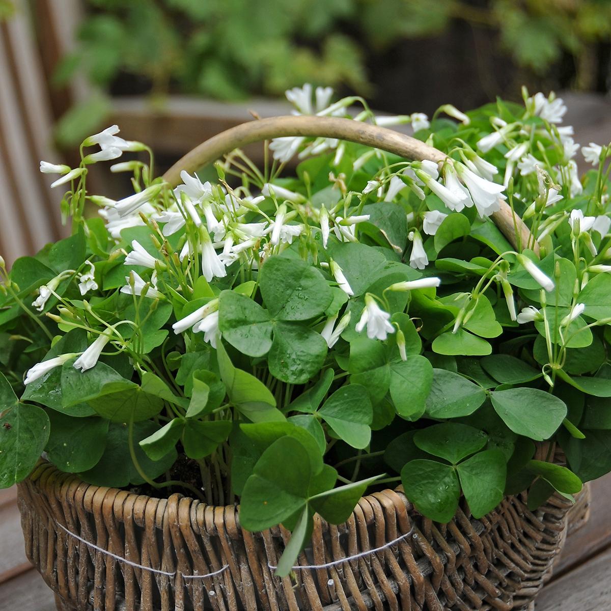 Oxalis triangularis ssp.papilionacea - Bulbe pour potée, à feuilles ...