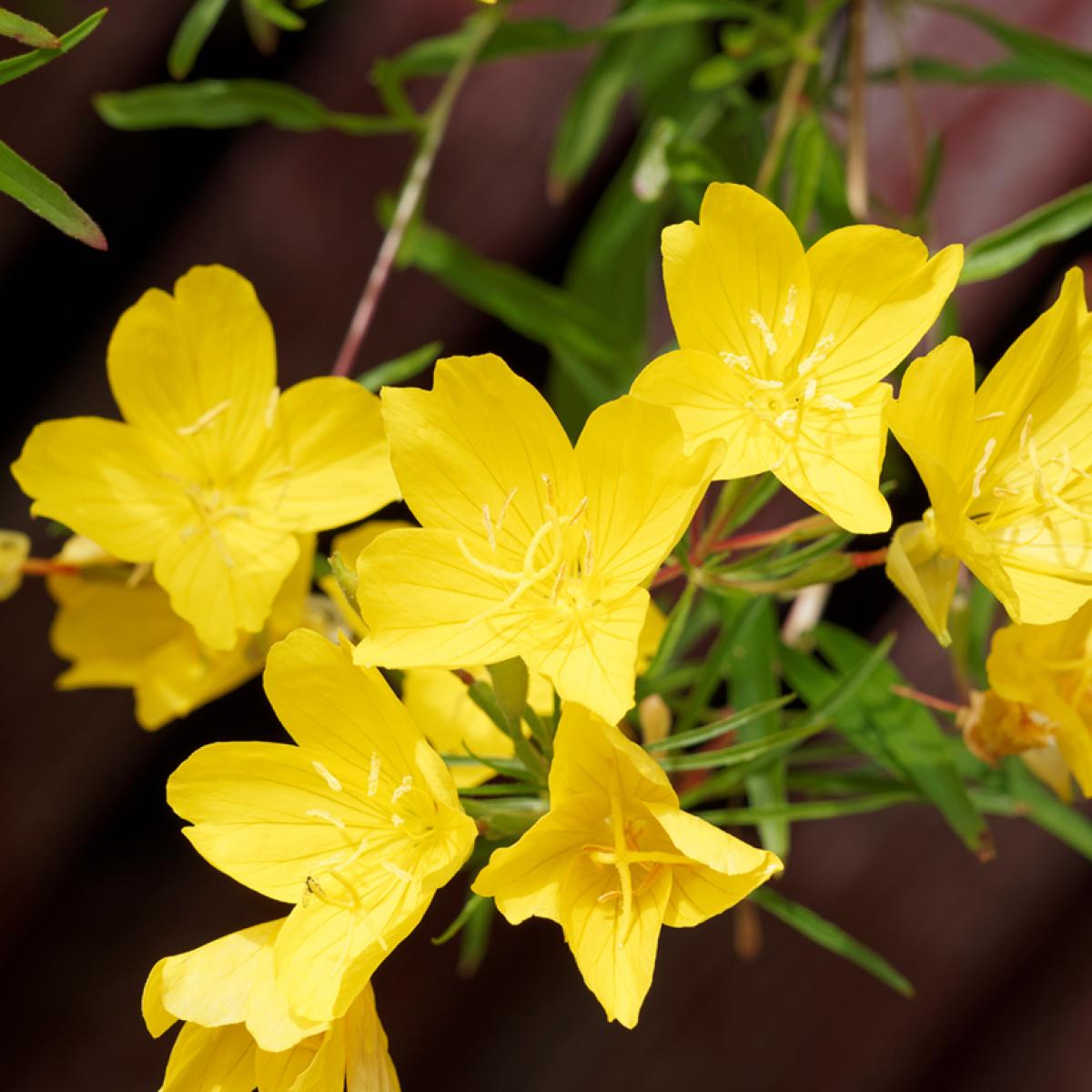 Oenothera African Sun - Onagre hybride - Vivace au port étalé et aux ...