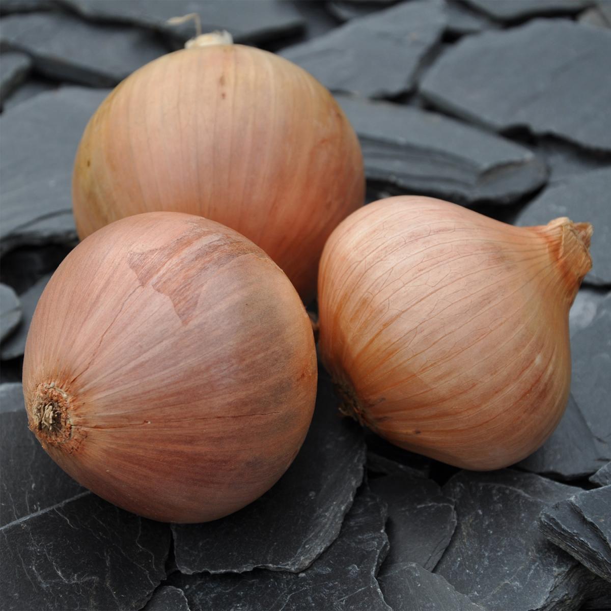 Oignon rosé Keravel, variété agréée par le syndicat de l’oignon de ...