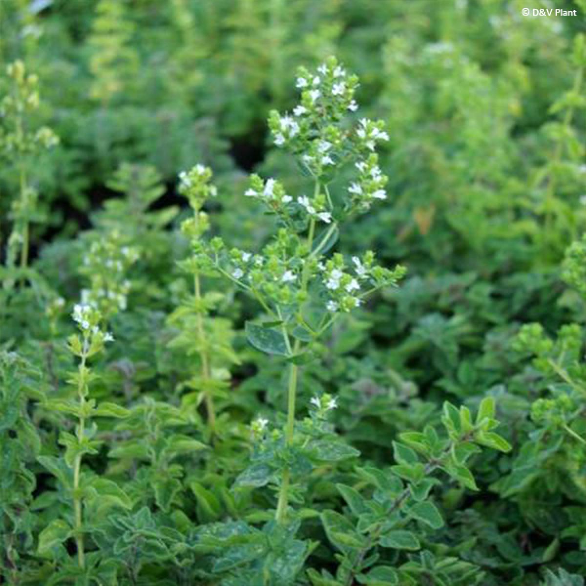 Origan vert ou grec - Origanum vulgare ssp hirtum, Origanum ...