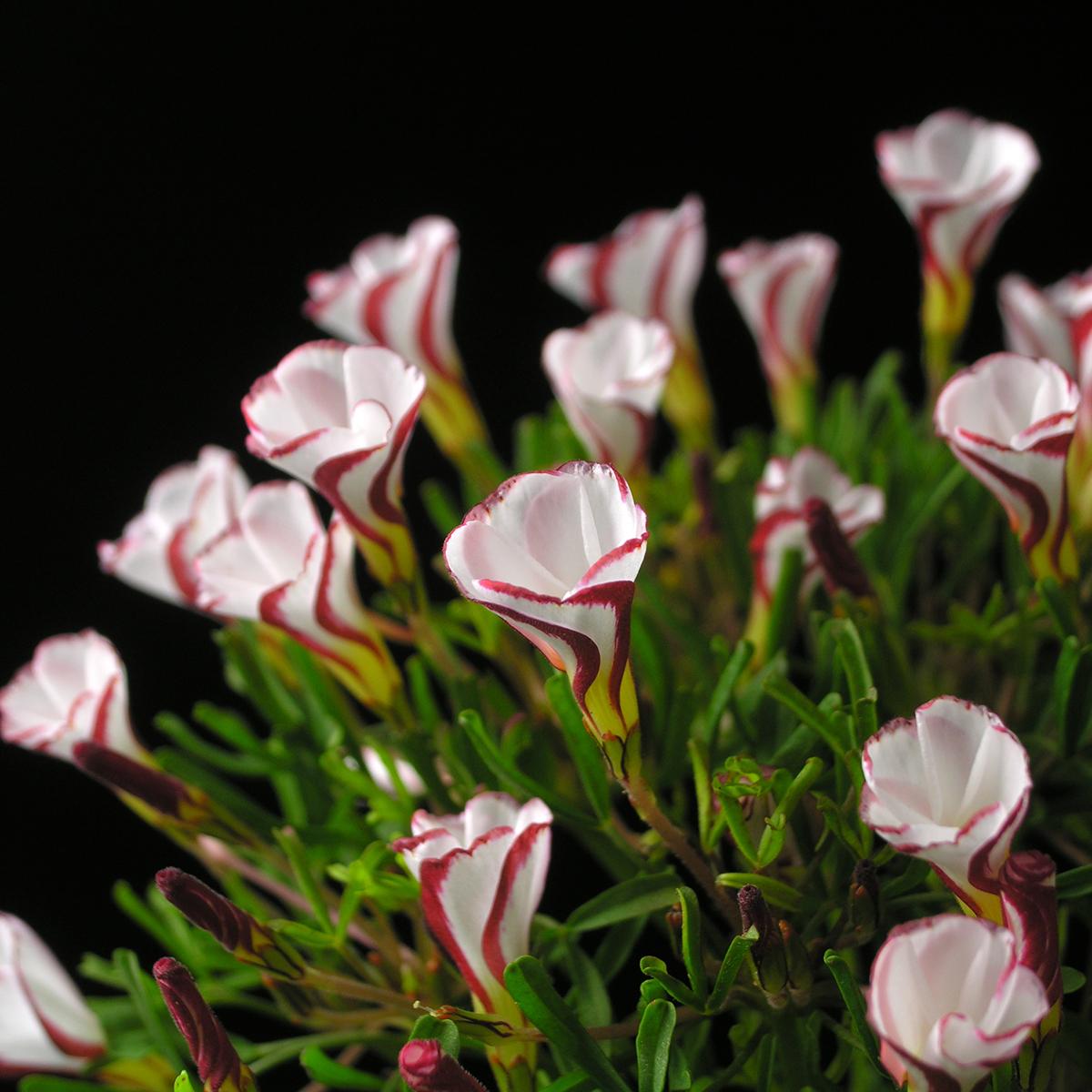 Oxalis versicolor - Petite plante bulbeuse offrant une délicieuse ...