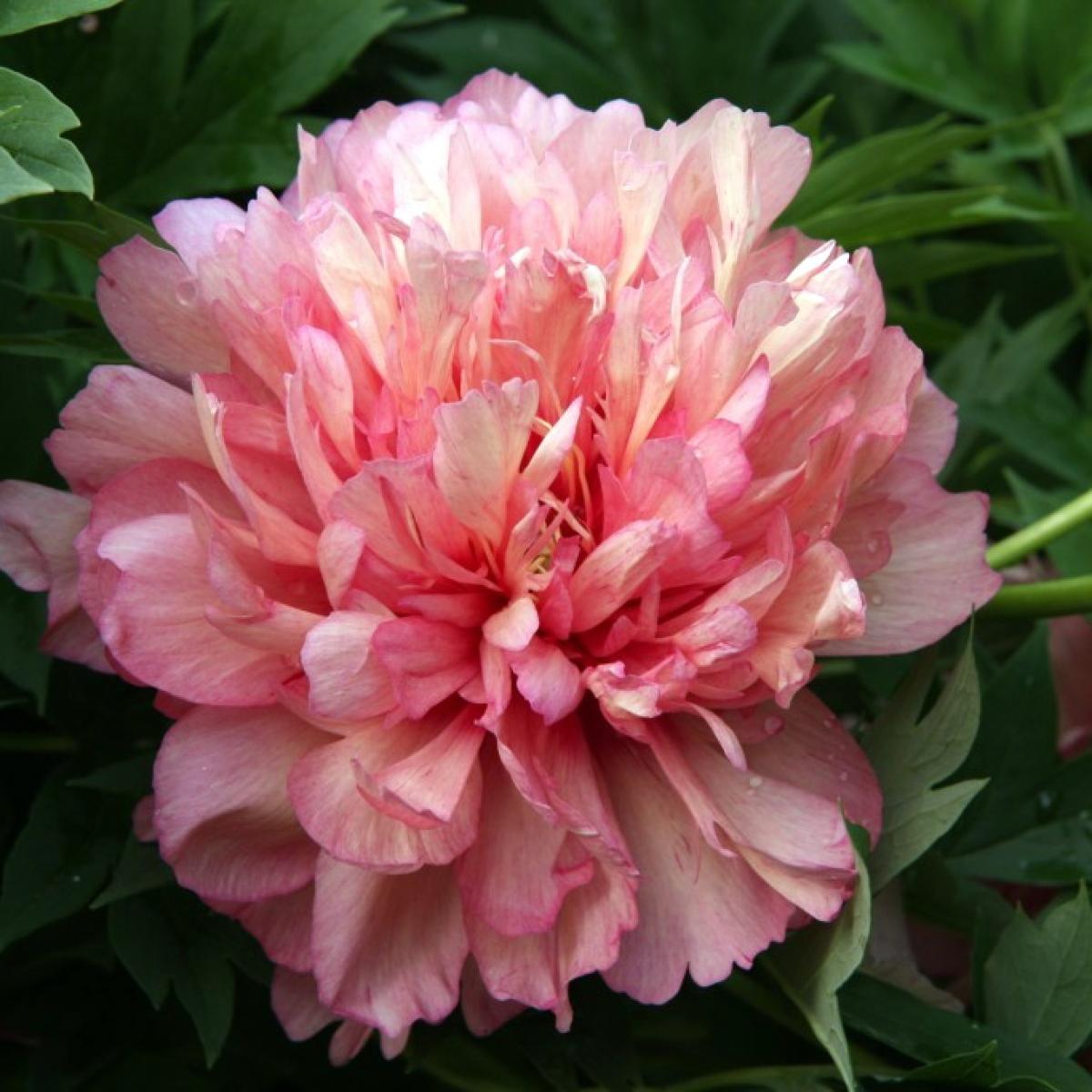 Paeonia Itoh Hillary - souche de 3 à 5 yeux