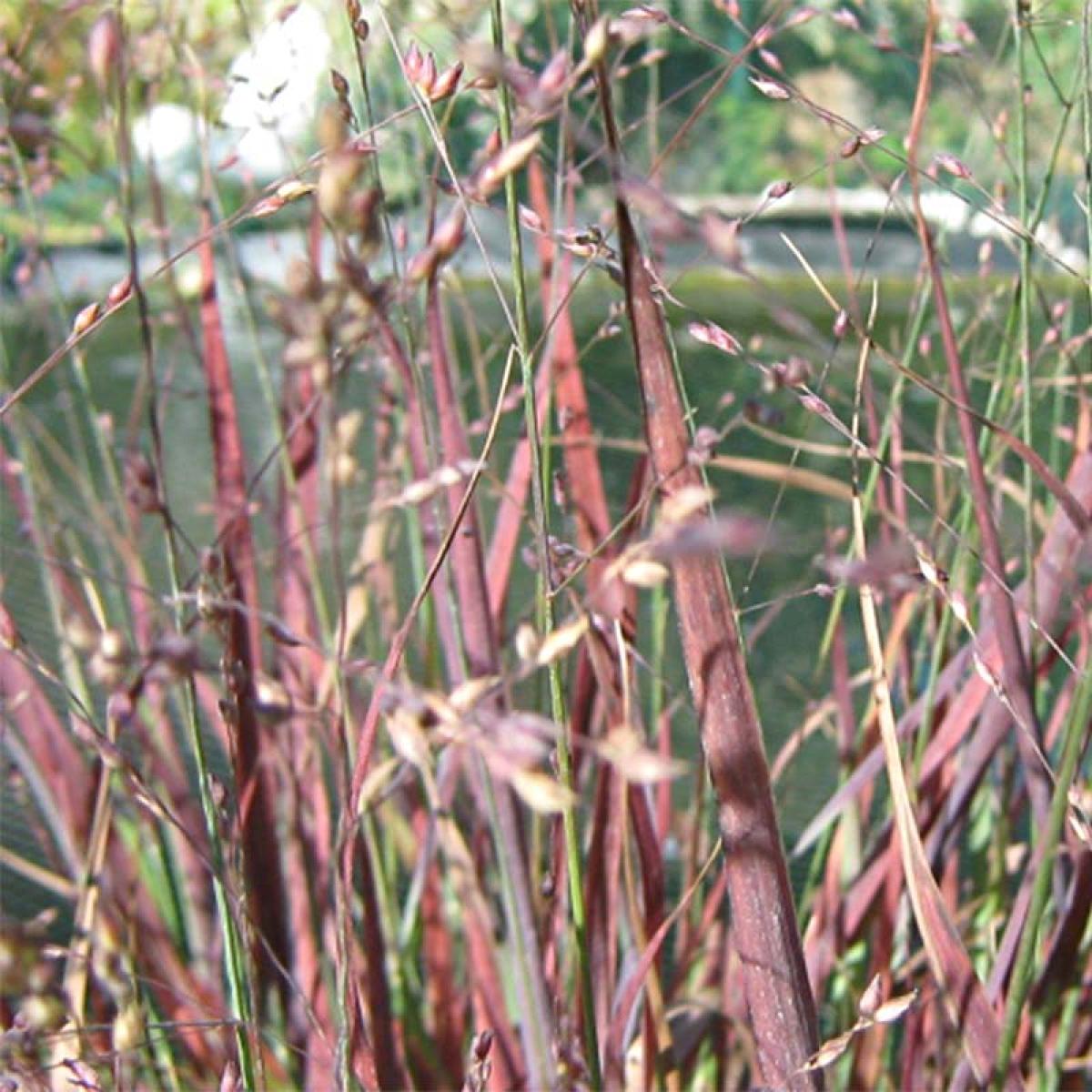 Panicum virgatum Cheyenne Sky - Graminée vivace à feuillage bleuté ...