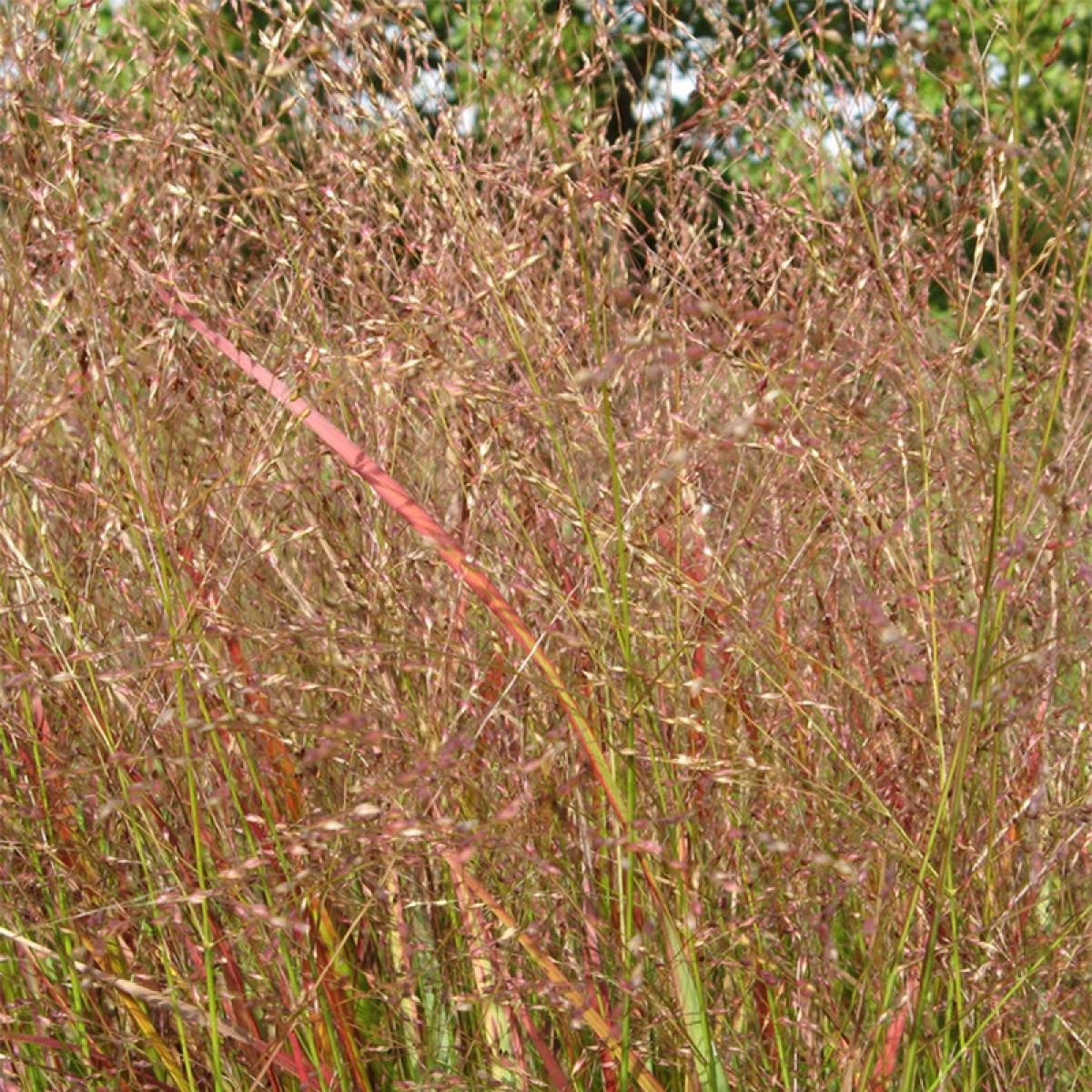 Panicum virgatum Hanse Herms - Une graminée rouge pourpré à l'automne