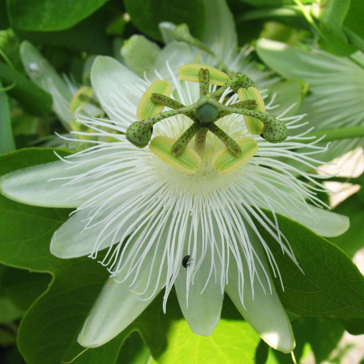 Passiflora subpeltata - Passiflore botanique aux délicates fleurs blanches