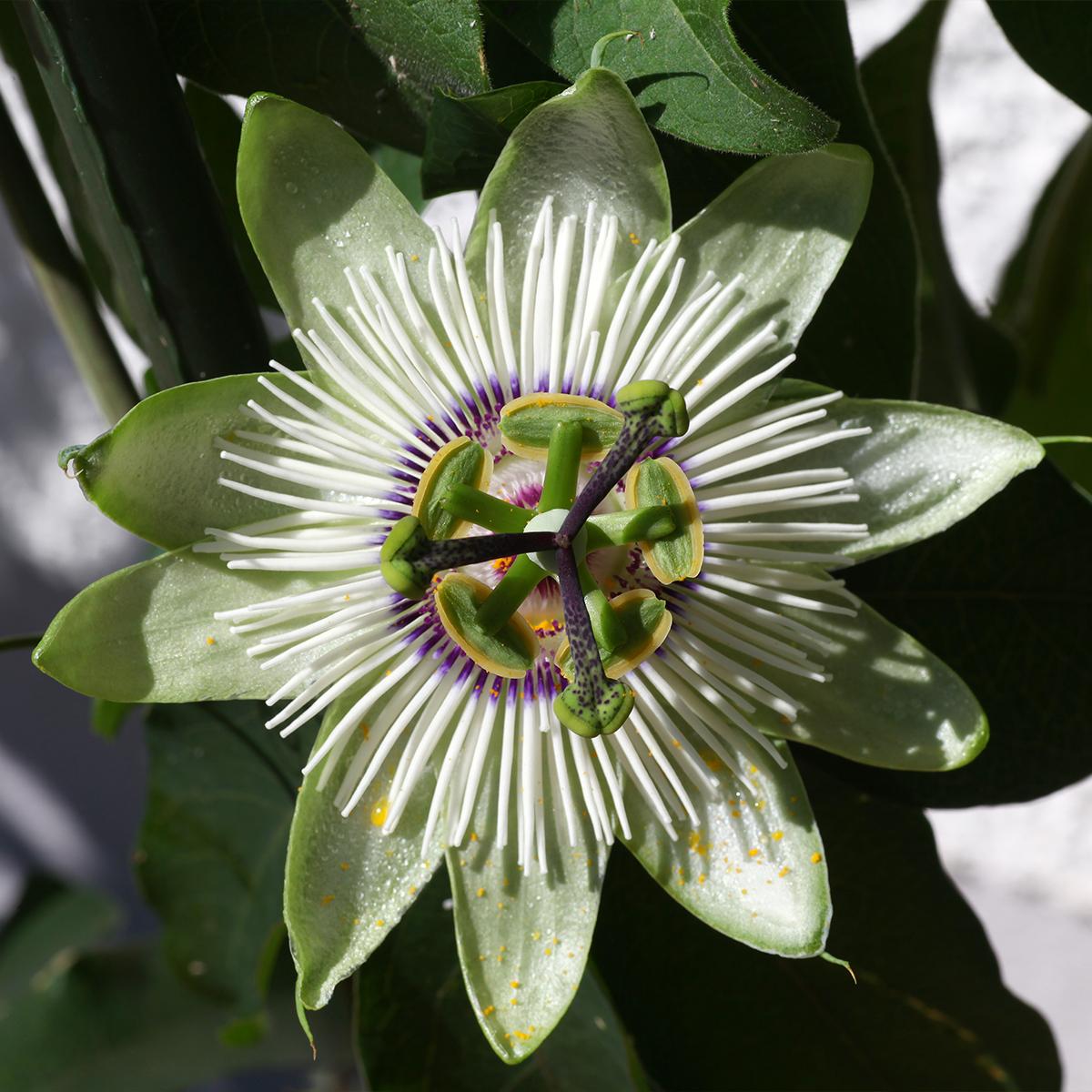 Passiflora White Lightening - Passiflore à grosses fleurs blanches