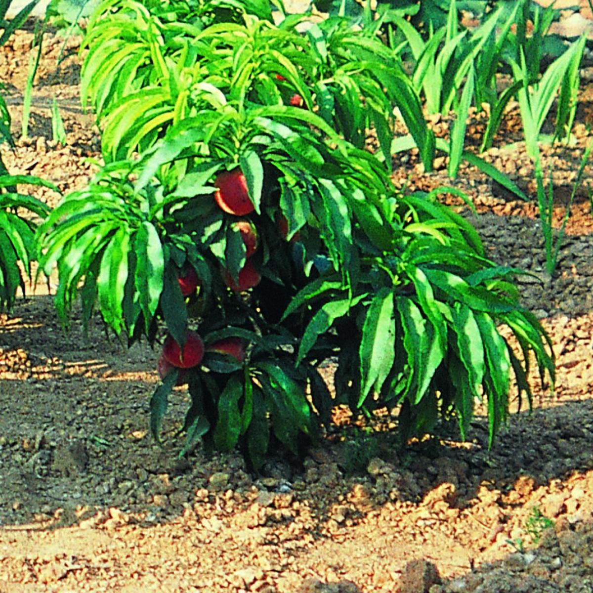 Pêcher nain Bonanza - Prunus persica – Petit fruitier idéal en pot