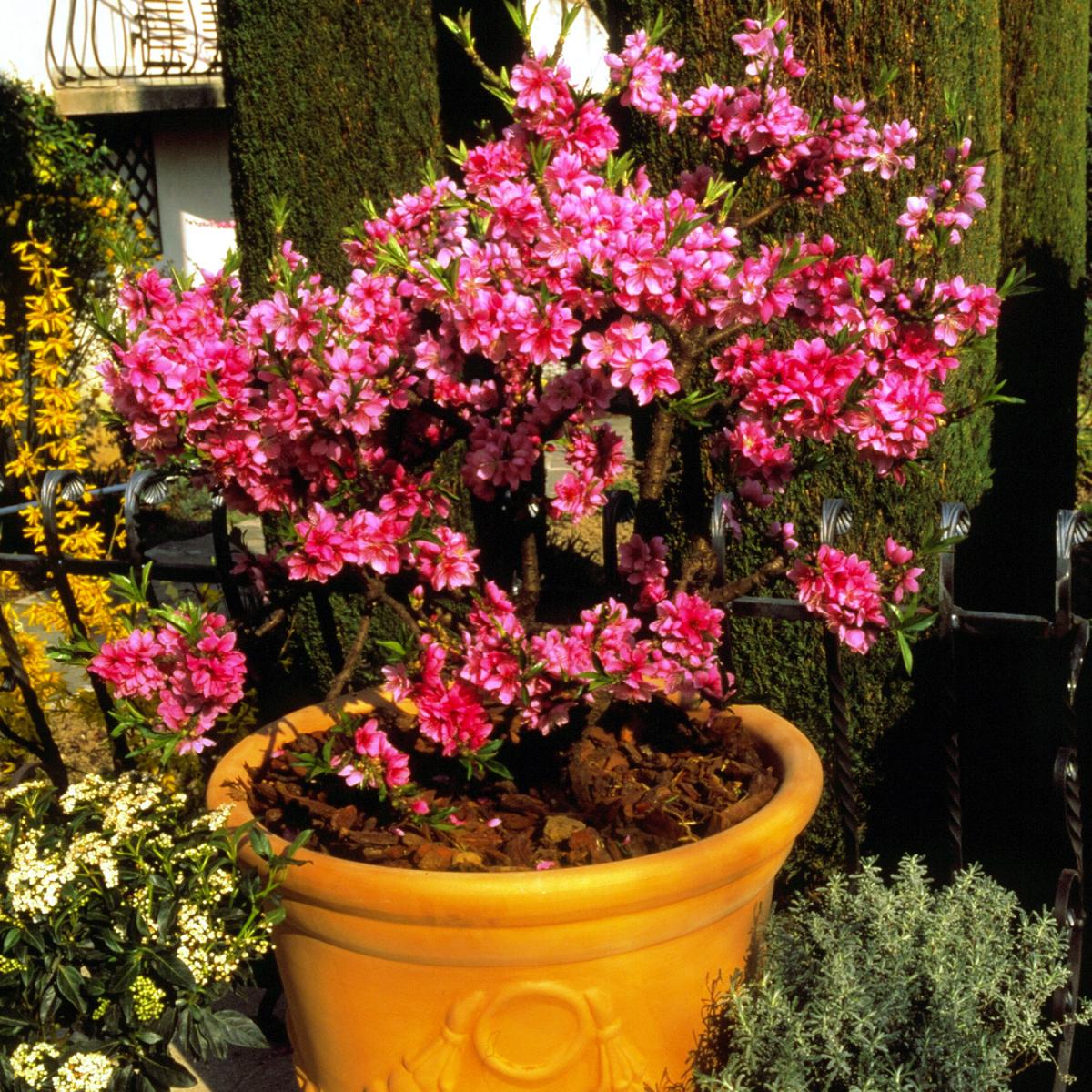 Pêcher nain Diamond® Zaipevi - Prunus persica à pêches à chair blanche