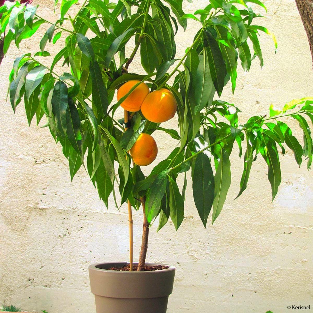 Pêcher nain Fruit me Peach me Yellow - Variété à chair jaune pour pots ...