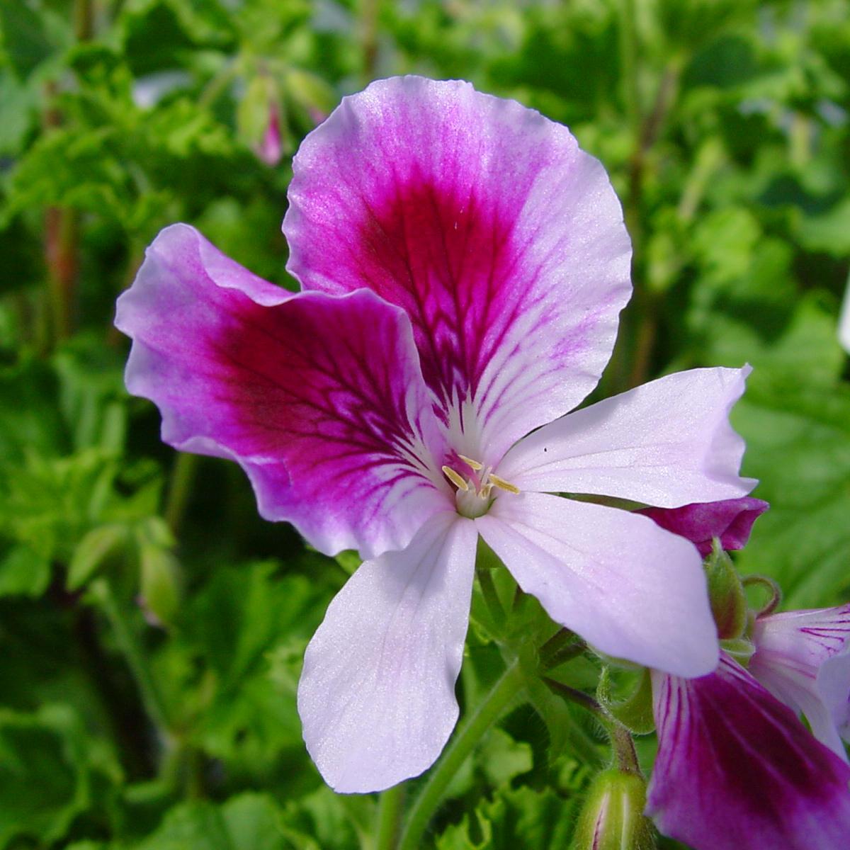 Pelargonium Kettlebaston - Géranium odorant à fleurs roses et parfum citron