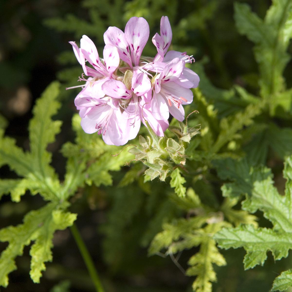 Pelargonium pseudoglutinosum - Géranium odorant à fleurs roses et ...