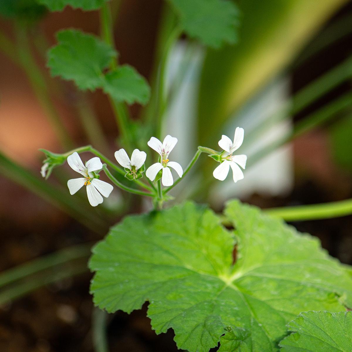 Pelargonium odoratissimum - Géranium odorant au feuillage parfum pomme