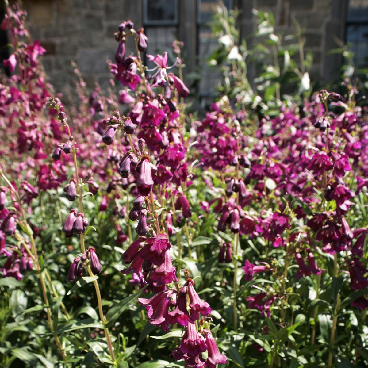 Penstemon Raven - Galane vivace, à fleurs violet-pourpré foncé.