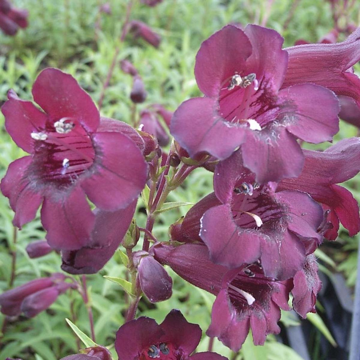 Penstemon Rich Ruby - Galane - Une vivace robuste à fleurs lie-de-vin.