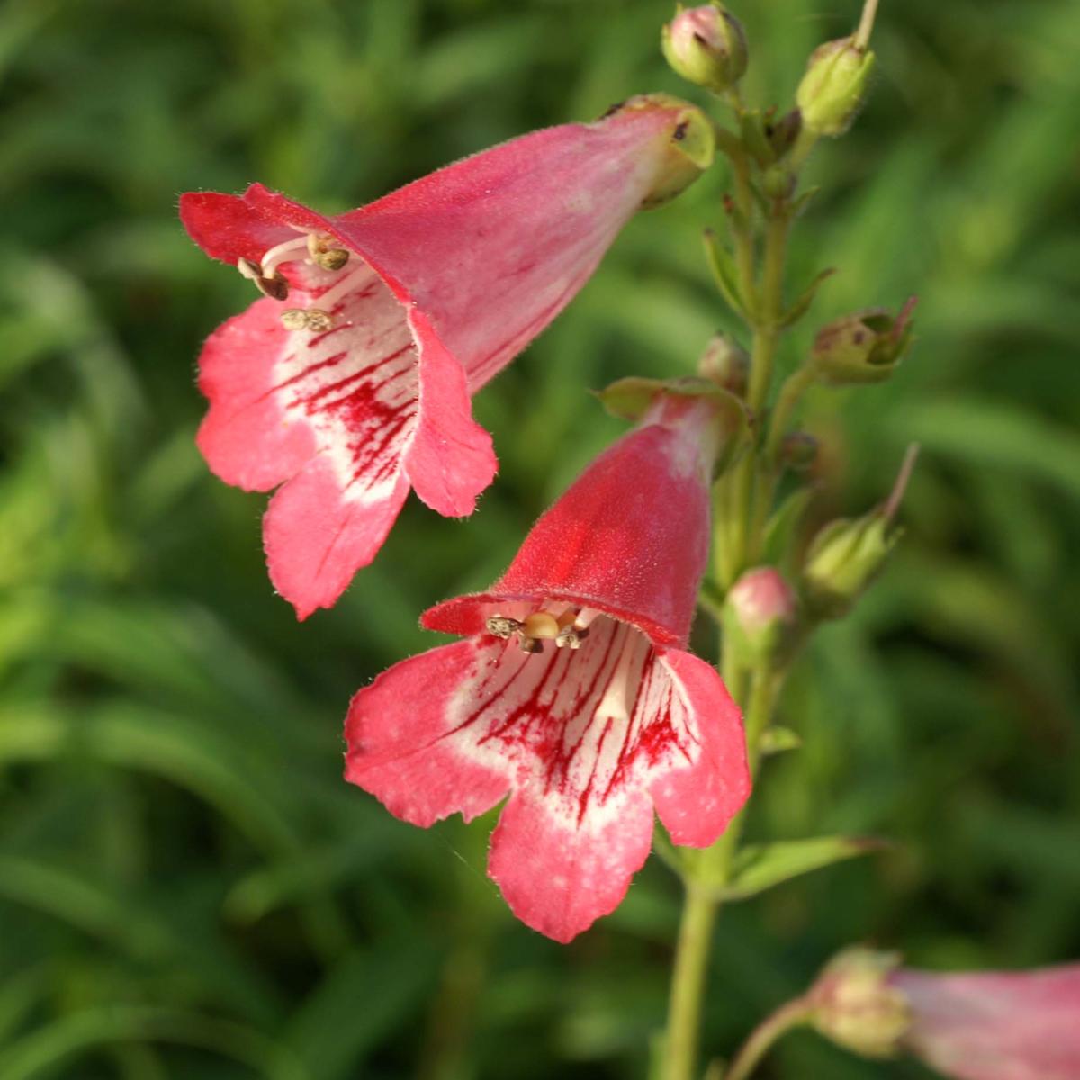 Penstemon Souvenir d'Adrien Régnier - Galane vivace buissonnante, à ...