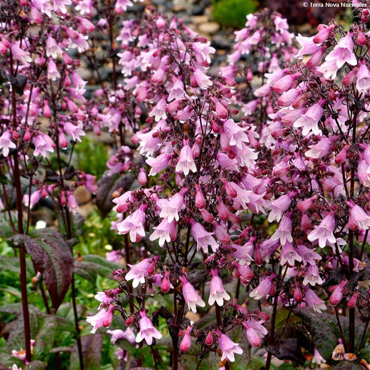 Penstemon digitalis Dakota Verde - Galane vivace compacte au feuillage ...