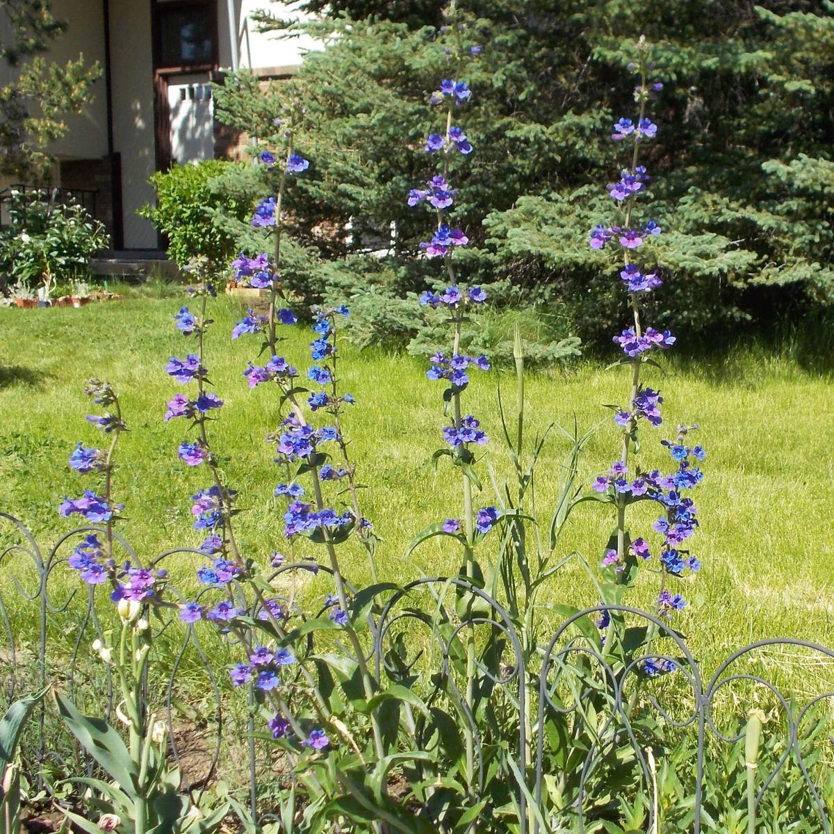 Penstemon mensarum - Galane - Vivace à longue floraison bleu gentiane.
