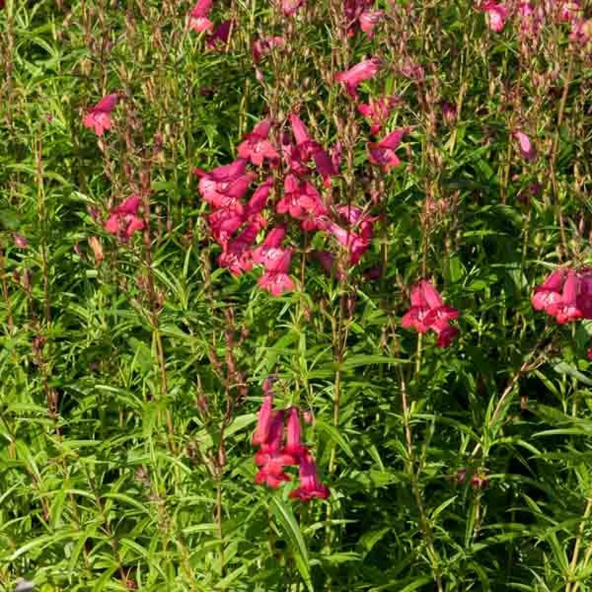 Penstemon Garnet - Galane - Vivace à fleurs rouge grenat