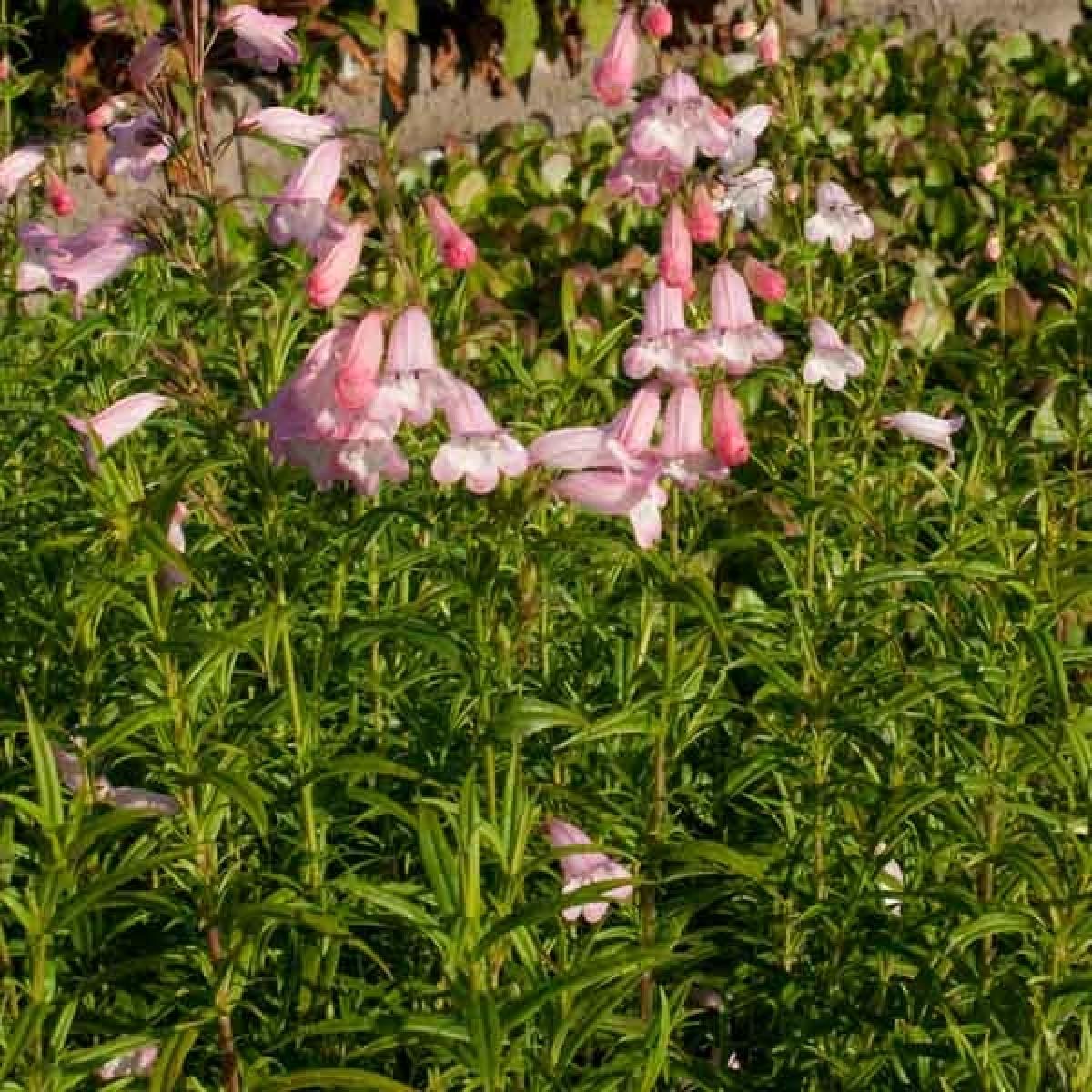 Penstemon Apple Blossom - Galane vivace à fleurs rose tendre