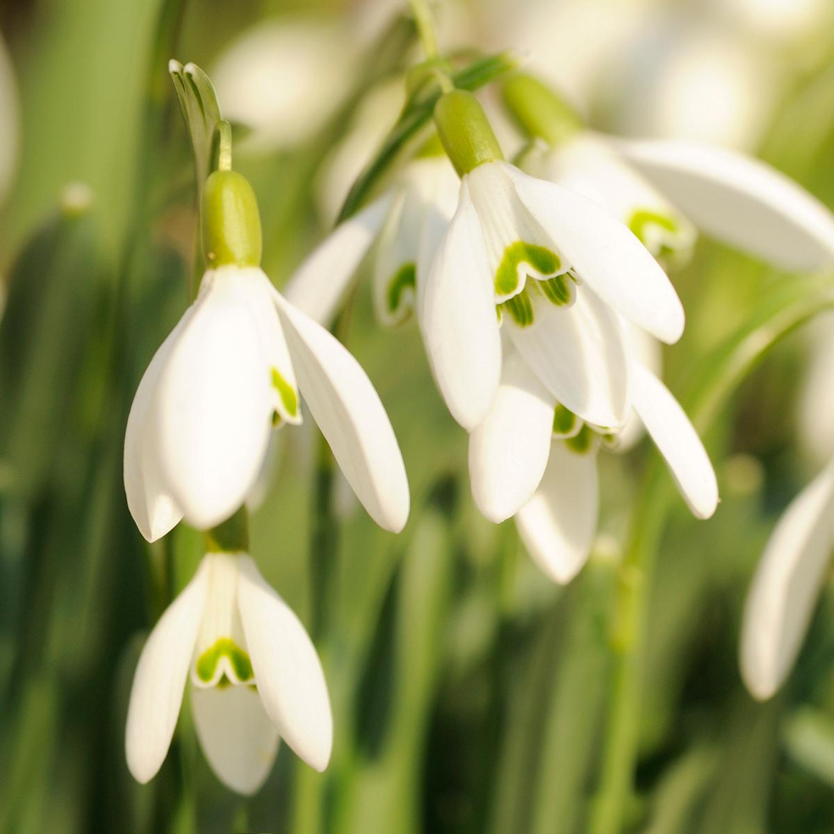 Galanthus nivalis - Perce-neige, il est le premier bulbe à fleurir en ...