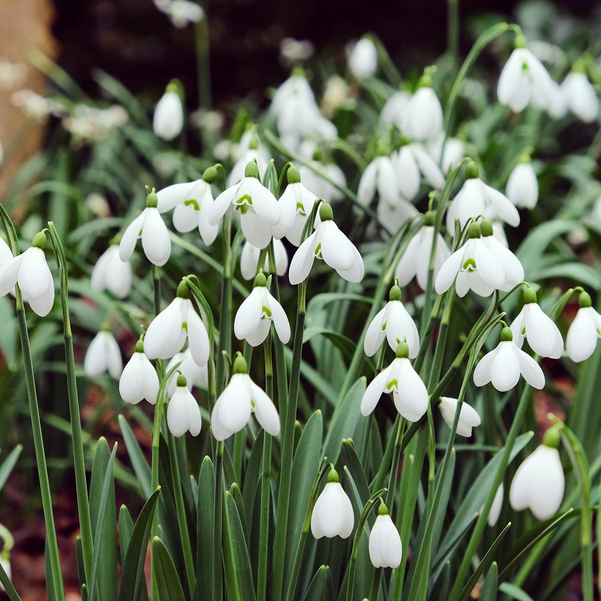 Galanthus nivalis - Perce-neige, il est le premier bulbe à fleurir en ...
