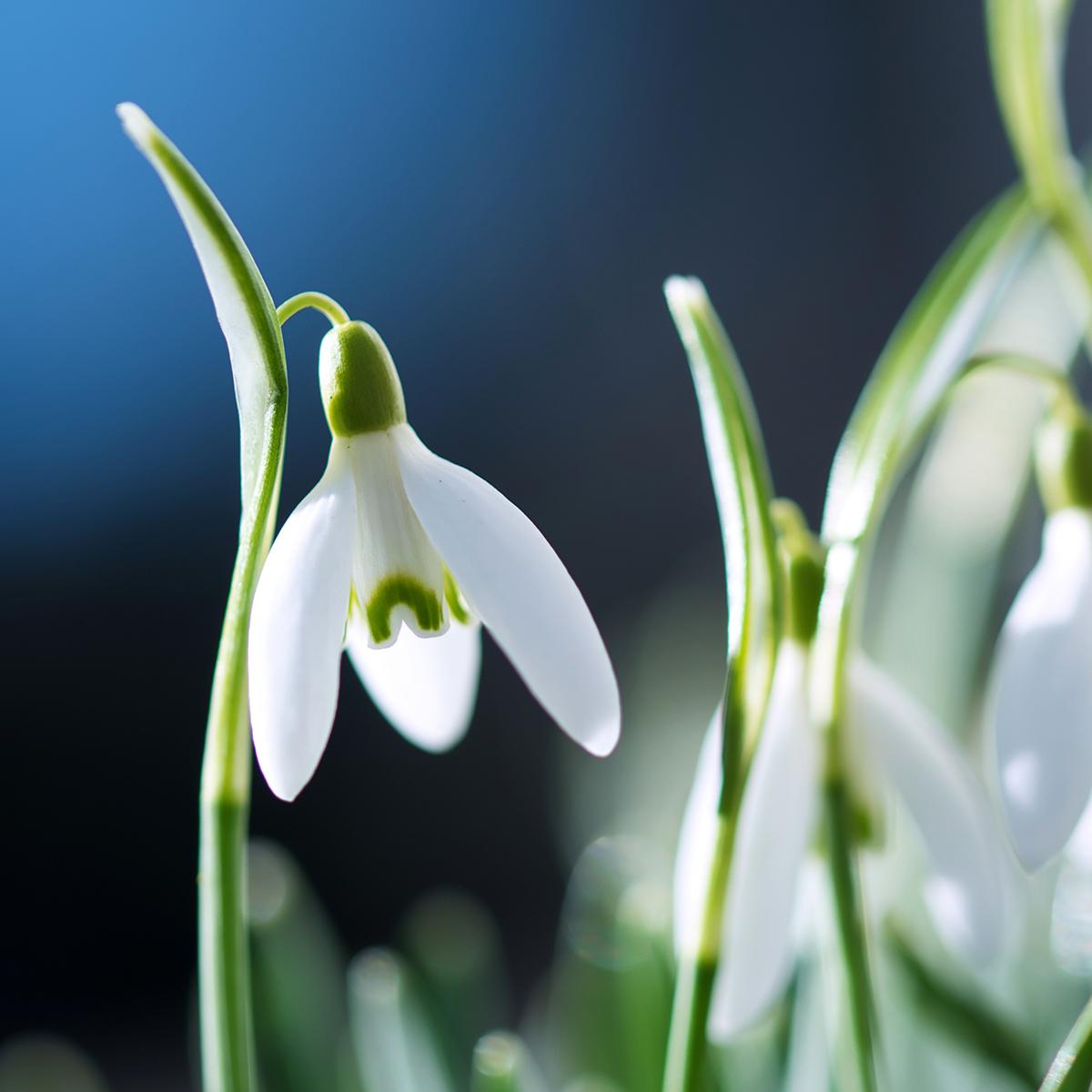 Galanthus nivalis - Perce-neige, il est le premier bulbe à fleurir en ...