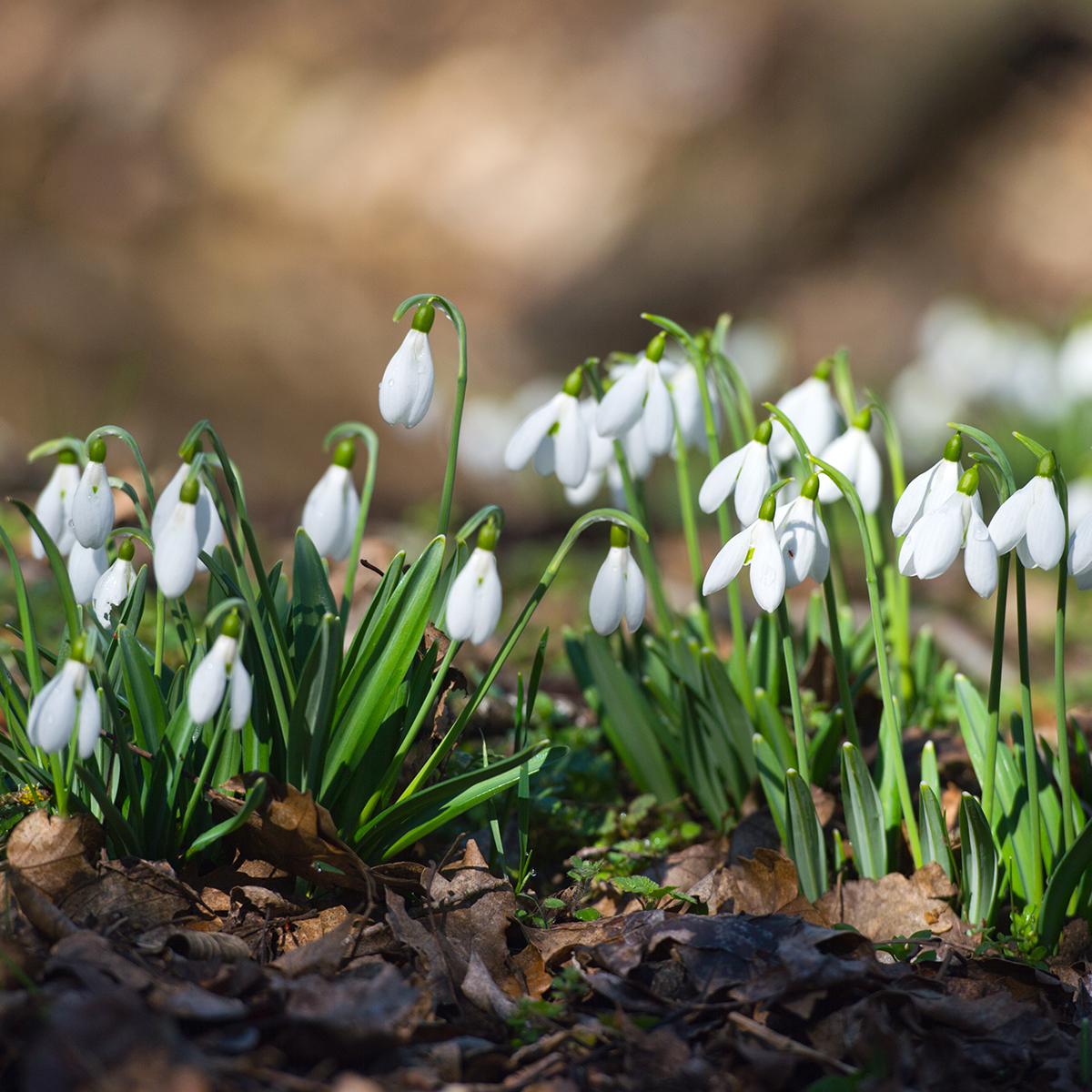 Galanthus nivalis - Perce-neige, il est le premier bulbe à fleurir en ...