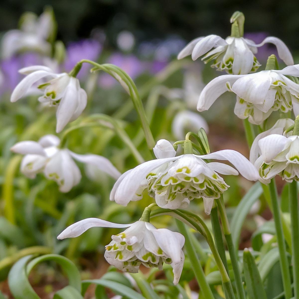 Perce-Neige Double - Galanthus Nivalis flore pleno. Une belle variété à ...